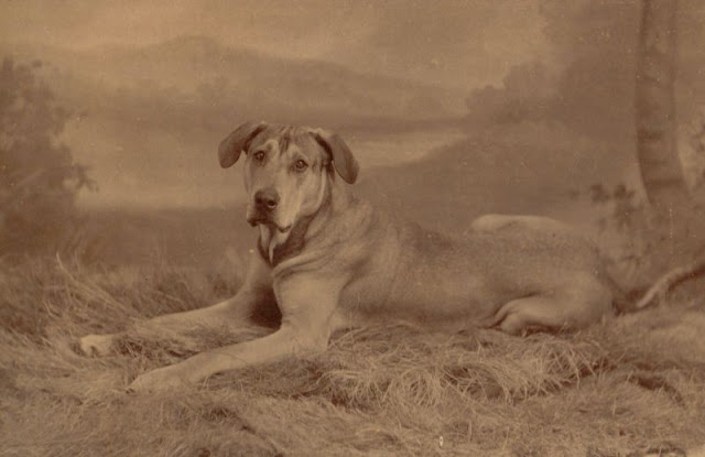 35 Vintage Studio Portraits of People With Their Dogs From the Late ...
