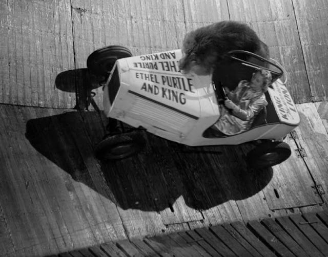 Ethel Purtle Performing at the “Wall of Death” With Her Lion King by ...