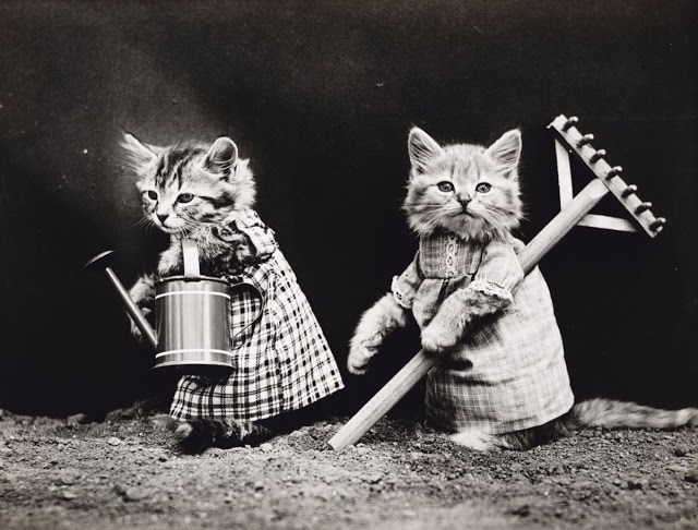Vintage LOLcats: Adorable Old-Timey Photos of Cats Dressed As People ...