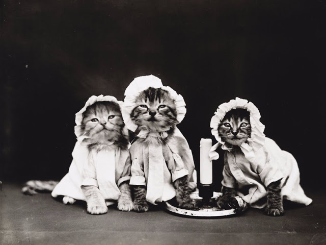 Vintage LOLcats: Adorable Old-Timey Photos of Cats Dressed As People ...