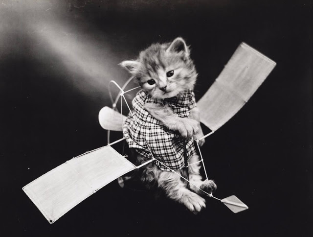 Vintage LOLcats: Adorable Old-Timey Photos of Cats Dressed As People ...