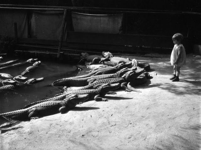 When Kids Played With Alligators in Los Angeles in the Early 20th ...