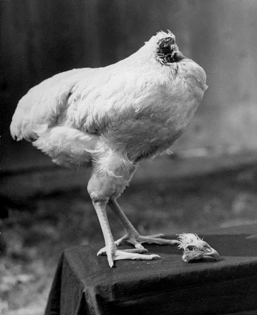 Miracle Mike: The Story of the Chicken That Lived for 18 Months Without ...