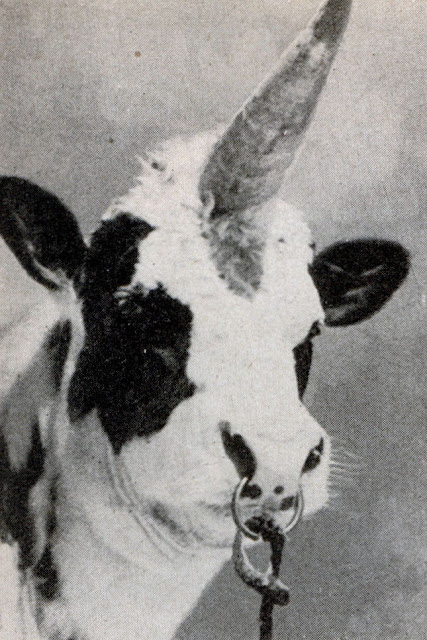 Bull With Single Horn Is Modern Unicorn in 1936 | Vintage News Daily