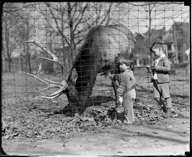 40 Vintage Photos Capture Animals at Franklin Park Zoo in the Early ...