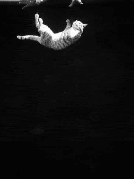 How the "Falling Cat" Phenomenon Helped NASA Prepare Astronauts for ...