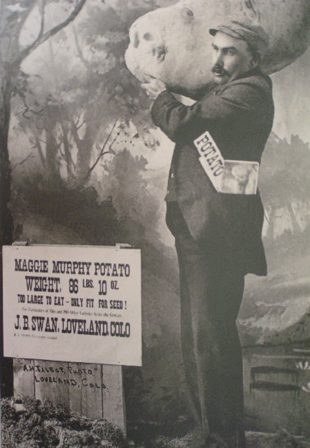 The Mammoth Potato, the First Ever Viral Photo From 1894 | Vintage News ...