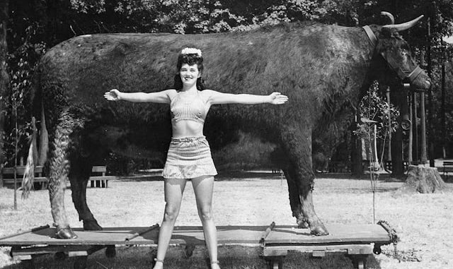 The Story of Old Ben, the World’s Largest Steer | Vintage News Daily
