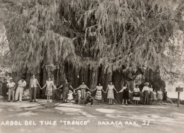 Amazing Photos of People With Giant Trees in the Early 20th Century ...